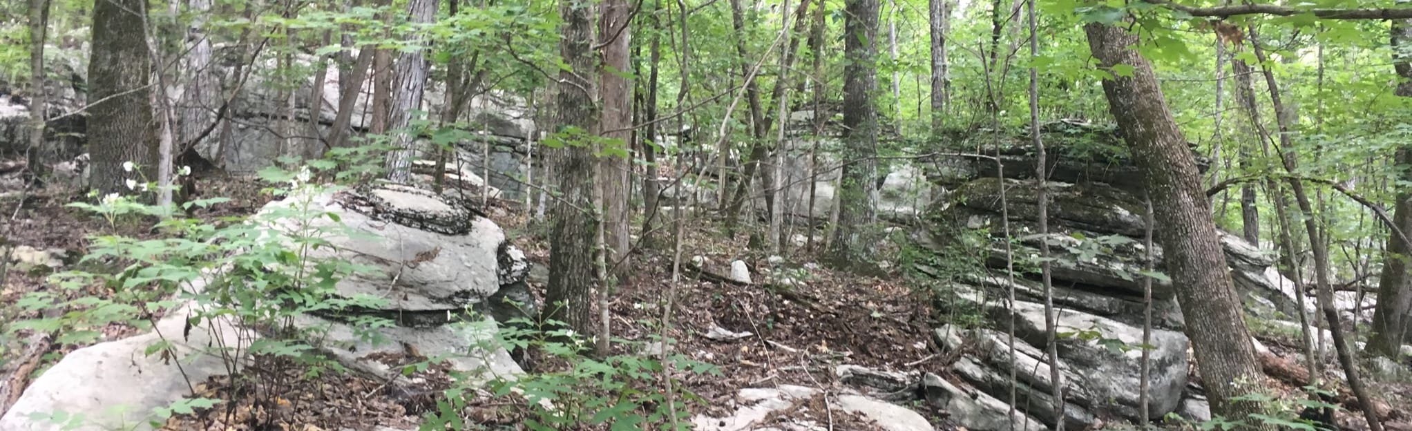 Fossil Bench and Bostick Trail Loop: 377 Reviews, Map - Alabama | AllTrails