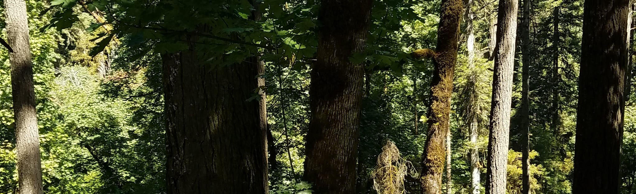 AllTrails | Peavy Arboretum 500 Road: 150 Reviews, Map - Oregon