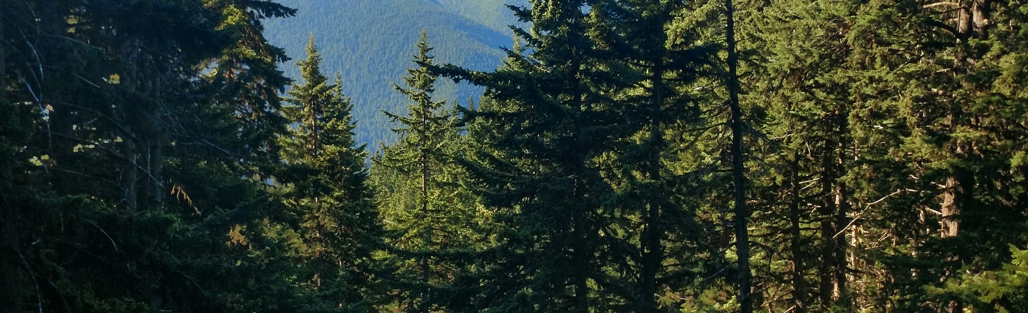 Upper Gray Wolf Trail: 40 Reviews, Map - Washington | AllTrails