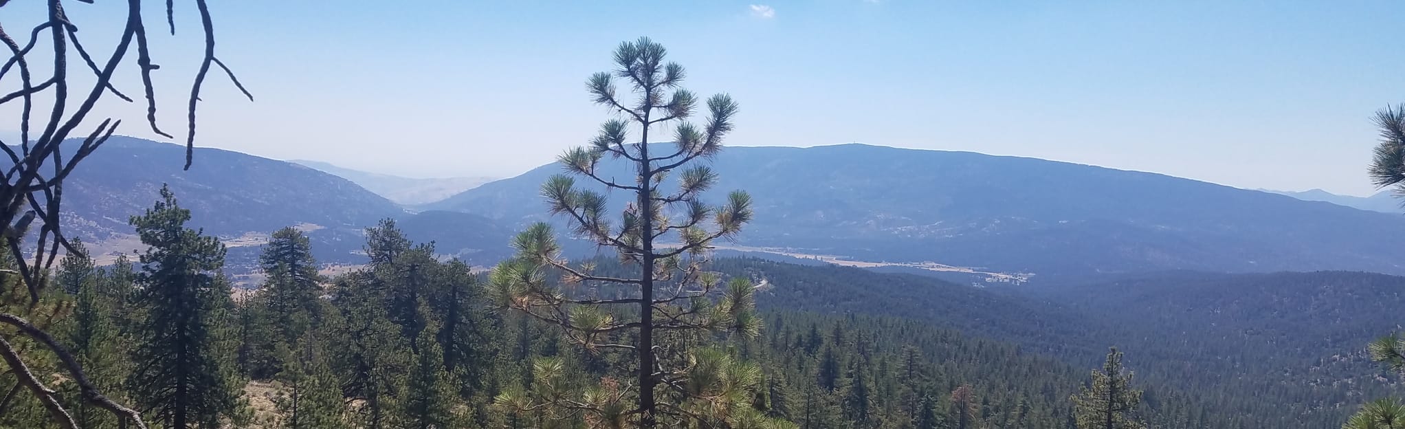 Mount Pinos via McGill Trail: 269 Reviews, Map - California | AllTrails