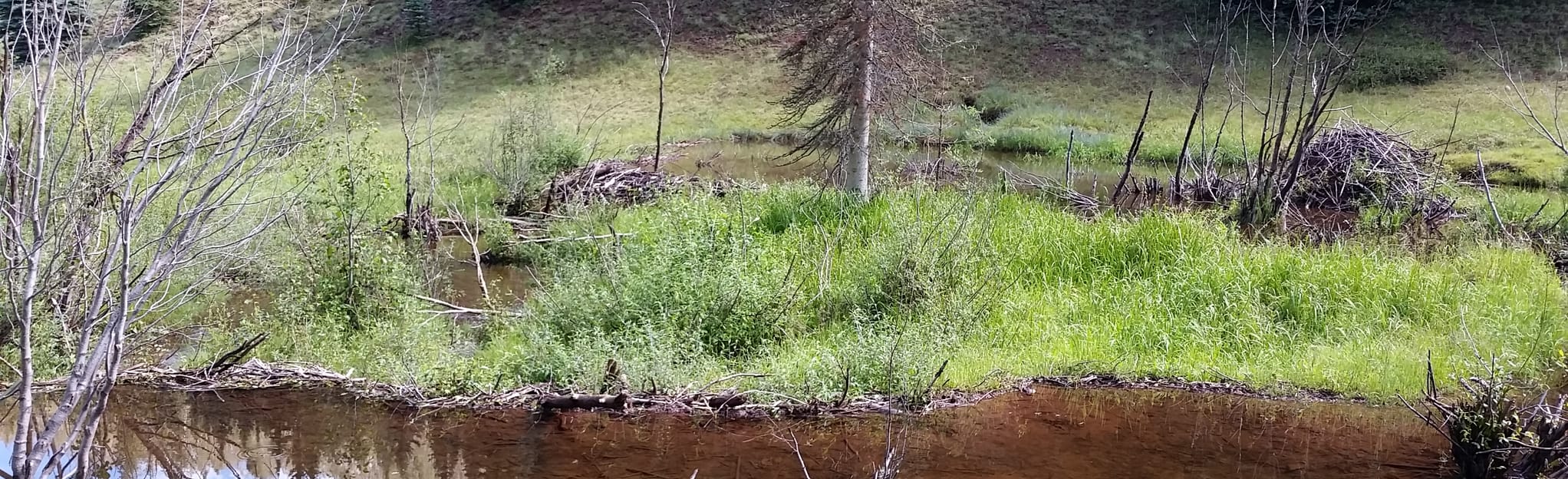 Ryman Trail, Colorado - 30 Reviews, Map | AllTrails