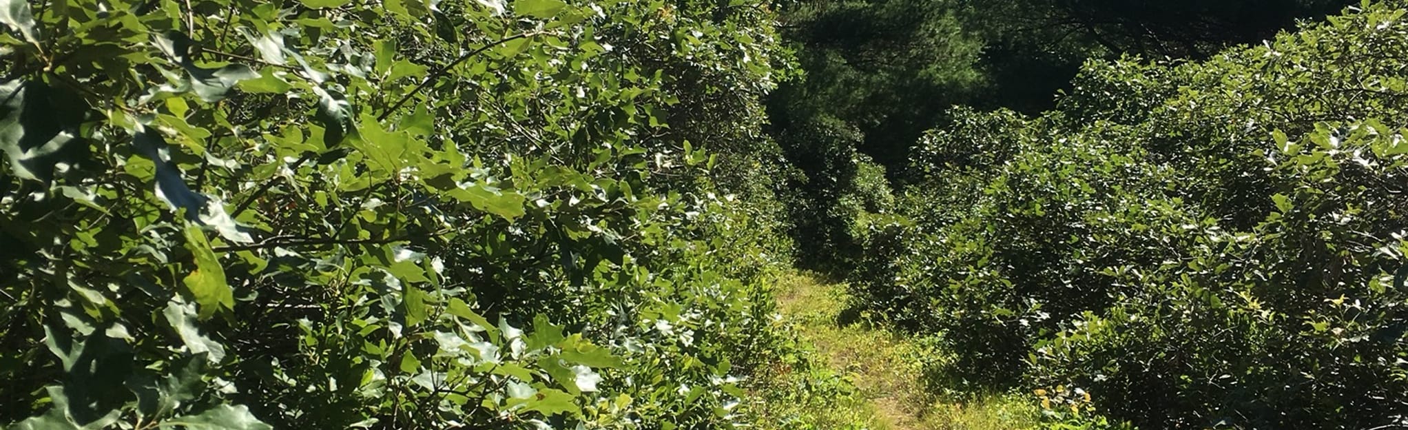 Manuel F Correllus Red Trail, Massachusetts - 25 Reviews, Map | AllTrails