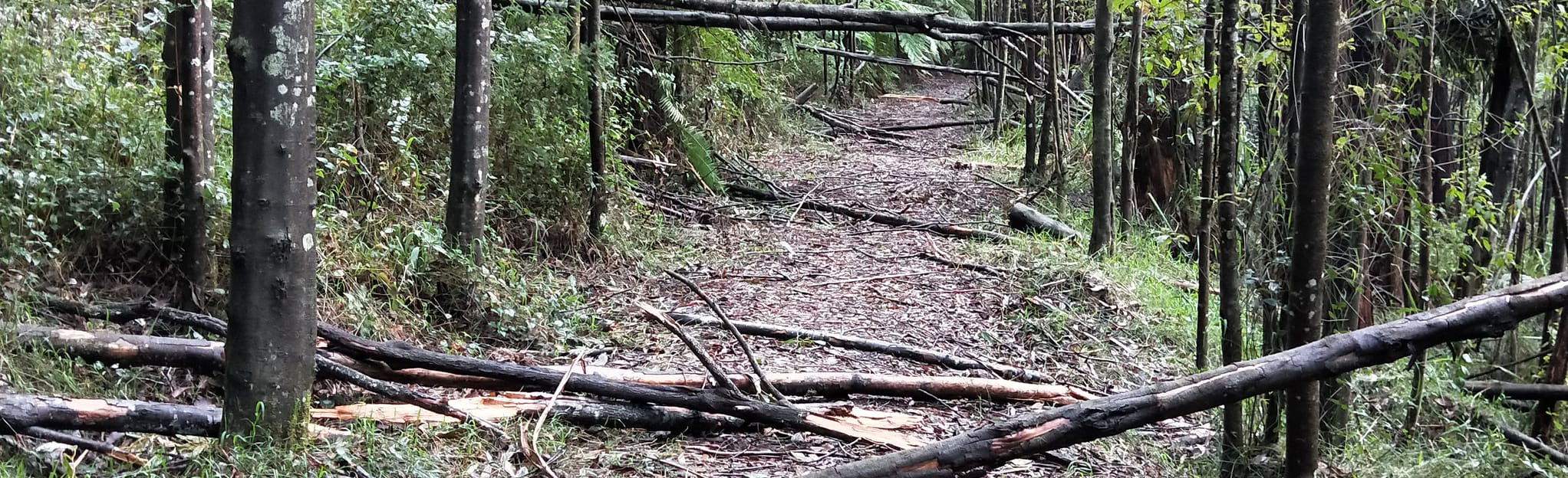 High Lead to Powelltown via Reids Tramline: 11 Reviews, Map - Victoria ...