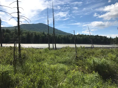 Best Forest Trails in Hoffman Notch Wilderness | AllTrails