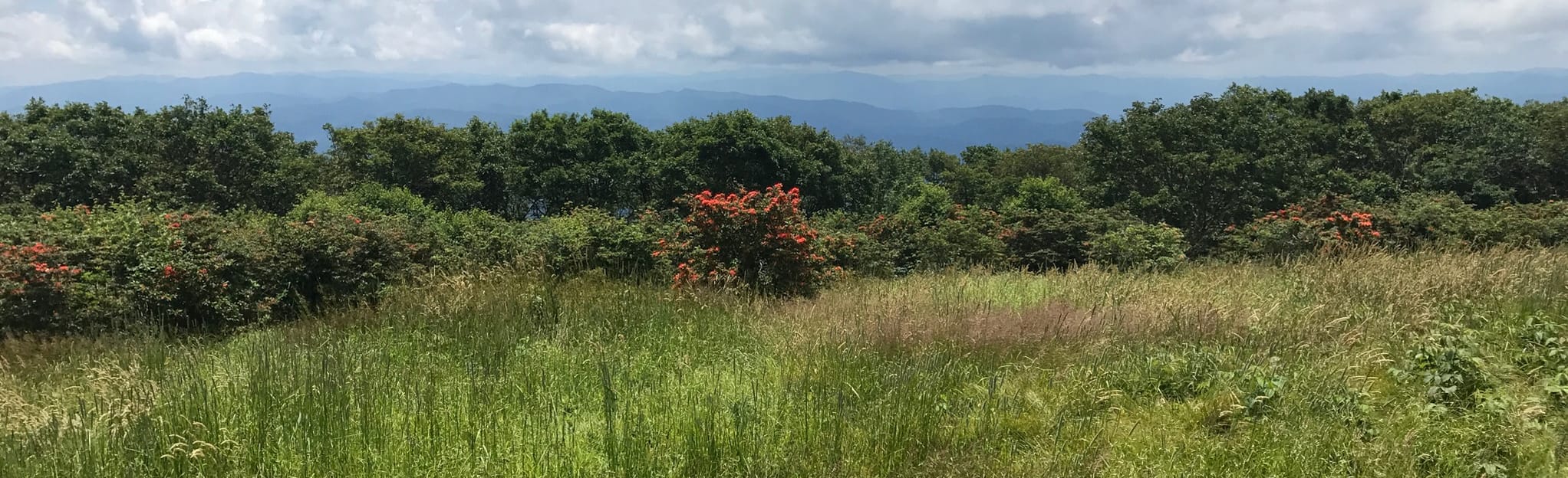 Gregory Ridge Trail to Gregory Bald | Map, Guide - Tennessee | AllTrails
