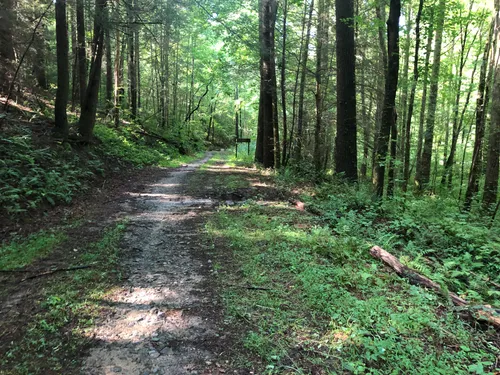 10 Best Long Trails in Cohutta Wildlife Management Area | AllTrails