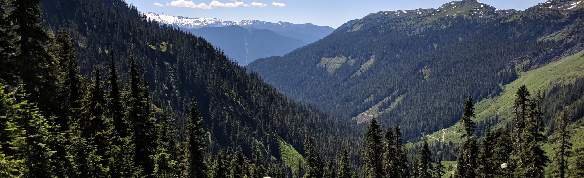 Heliotrope Ridge Trail, Washington - 957 Reviews, Map | AllTrails