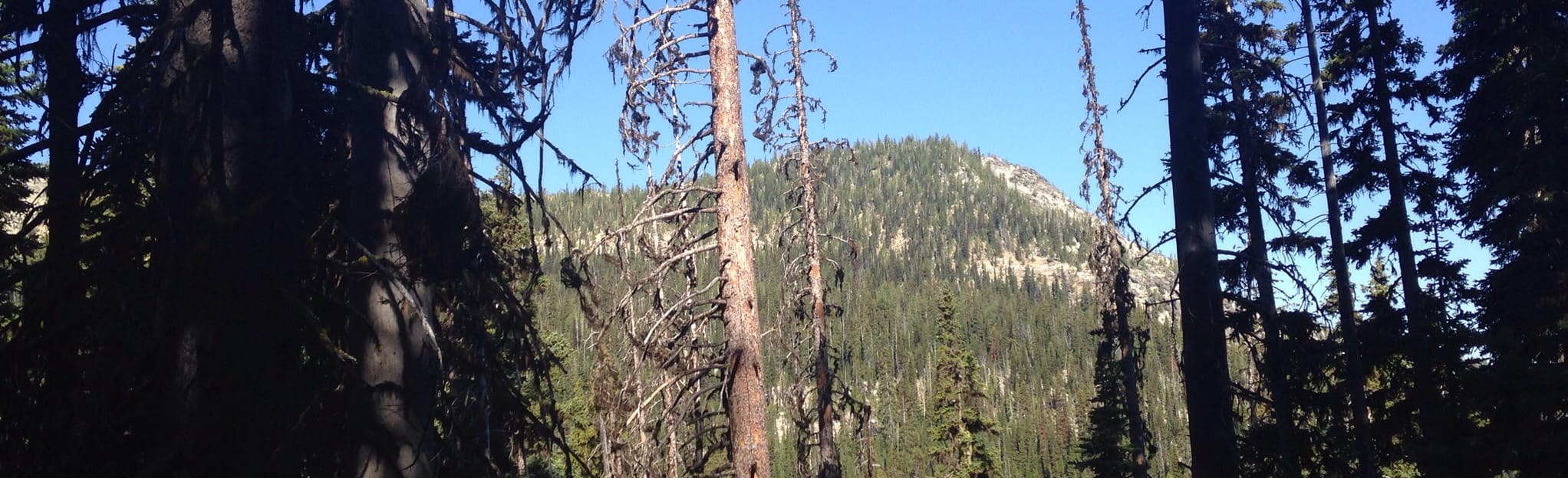 Devil's Backbone OHV Trail: 2 Reviews, Map - Washington | AllTrails