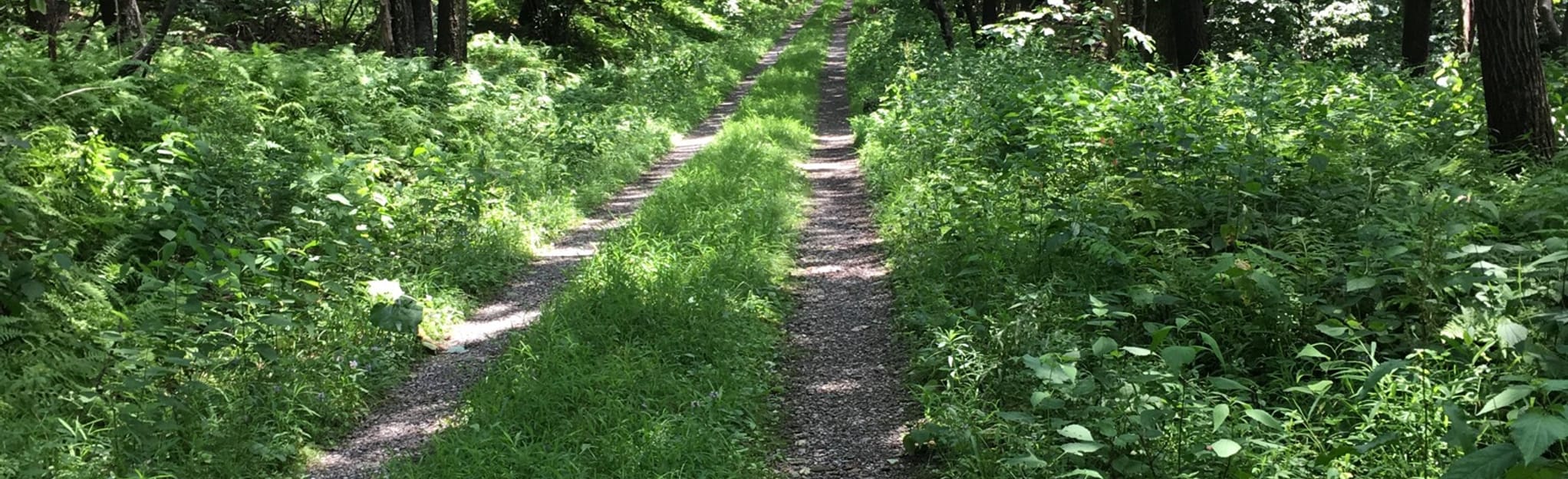 Blue Knob Trail: 128 Reviews, Map - Pennsylvania | AllTrails