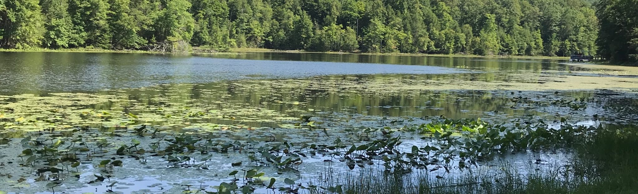 Bays Mountain Trail Loop: 144 Reviews, Map - Tennessee | AllTrails