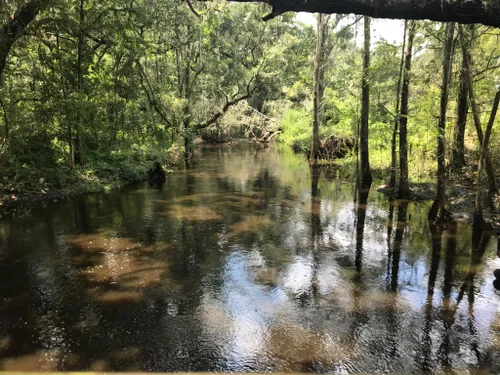 Best Hikes and Trails in Lower Green Swamp Nature Preserve | AllTrails