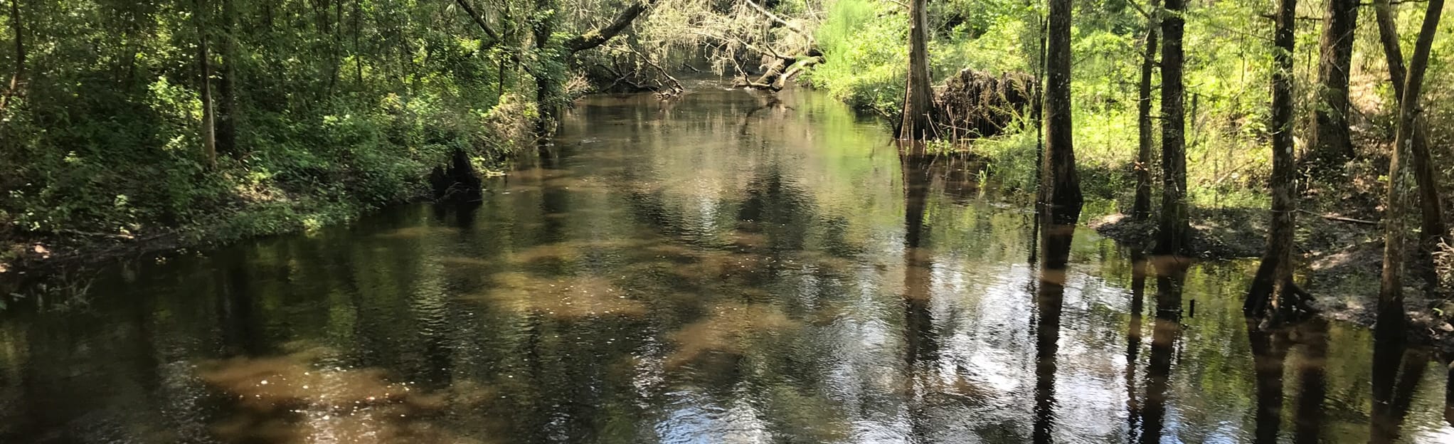 Lower Green Swamp Central to Northwest Loop: 44 Reviews, Map - Florida ...