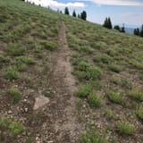 Tahoe Rim Trail (TRT) Complete Loop, California - 27 Reviews, Map ...