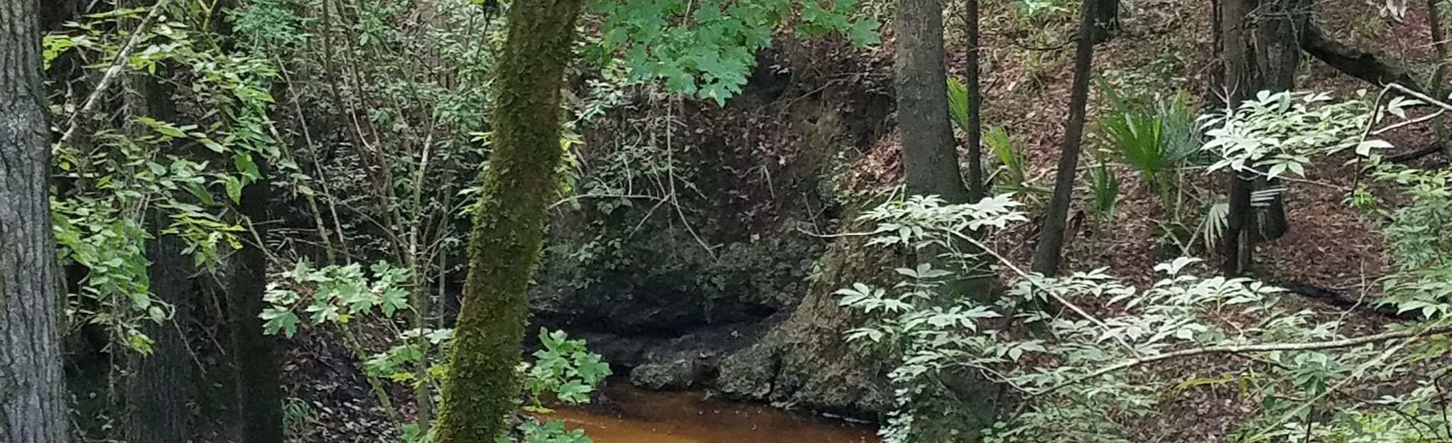 Florida Trail: Altha Segment, Florida - 20 Reviews, Map | AllTrails