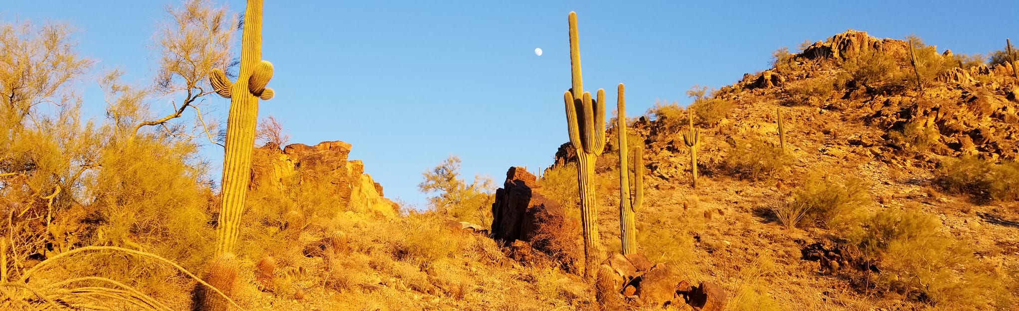 Phoenix Mountain Nature Trail 304: 1.951 foto's - Arizona | AllTrails