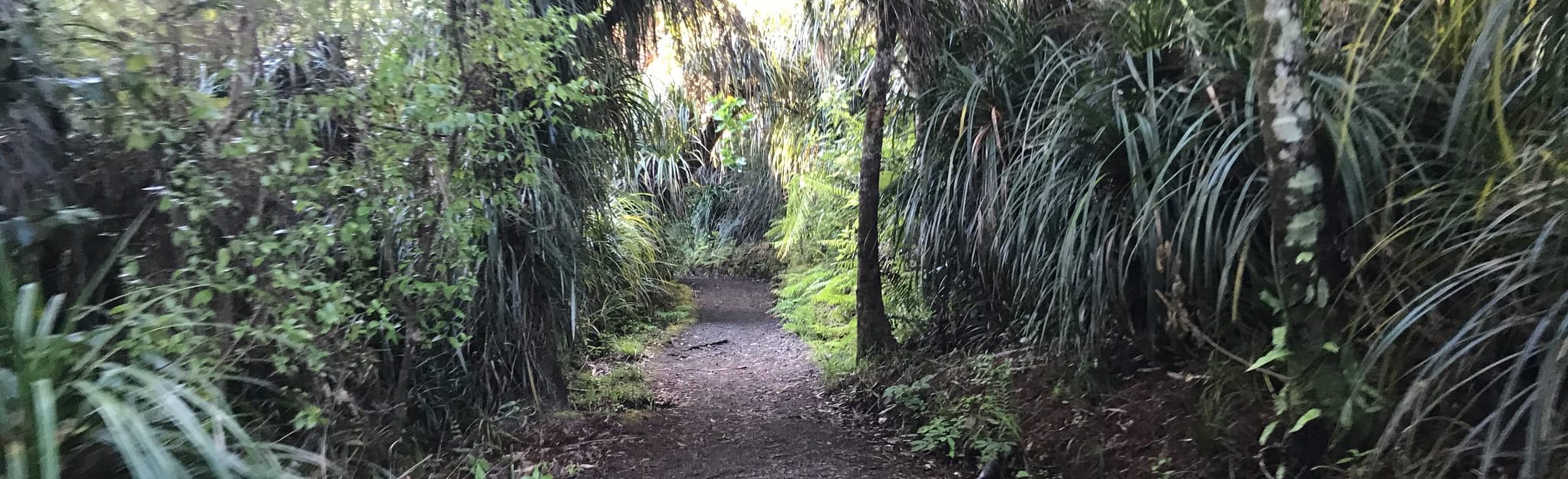 Fairy Falls Walk: 4 Reviews, Map - Auckland, New Zealand | AllTrails