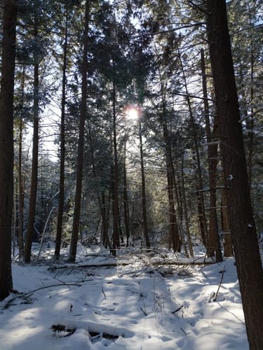 2023 Best 10 Walking Trails in Simcoe County Forest | AllTrails