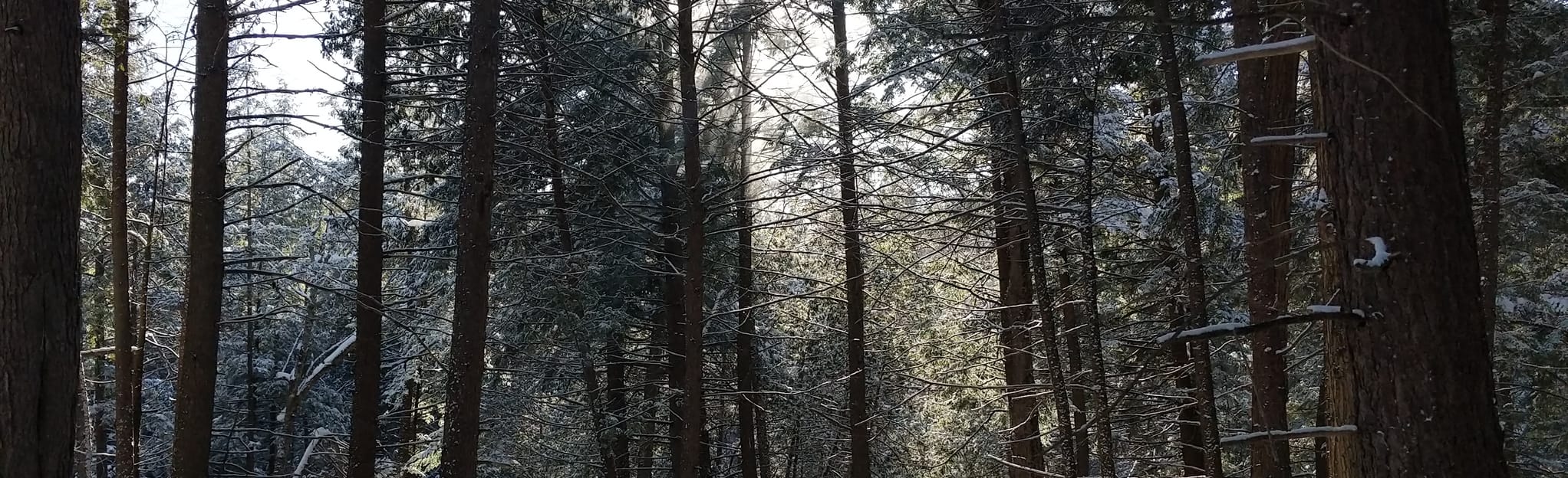 Simcoe County Forest: Kirkup Woods: 13 Reviews, Map - Ontario, Canada ...