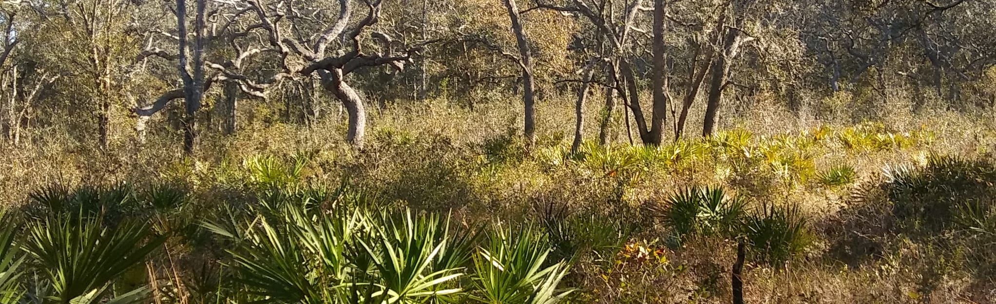 Upper Pithlachascotee River Loop, Florida - 70 Reviews, Map | AllTrails