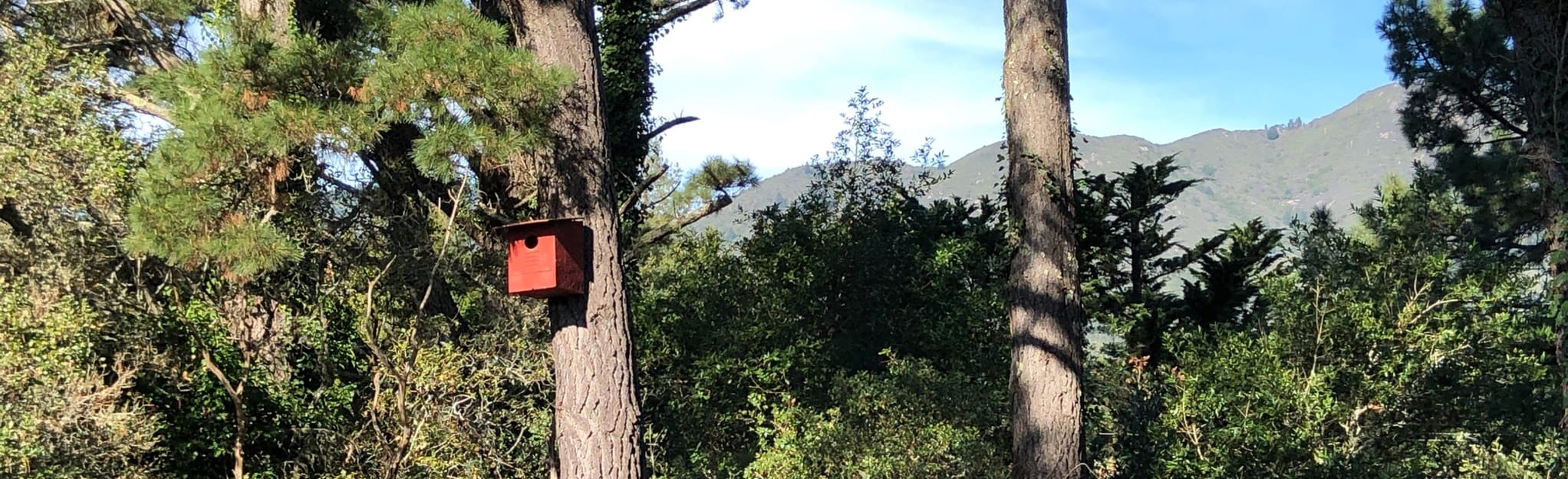 Cypress Trail and Dipsea Stairs Loop | Map, Guide - California | AllTrails