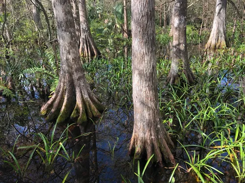 Best Hikes and Trails in Fern Forest Nature Center | AllTrails