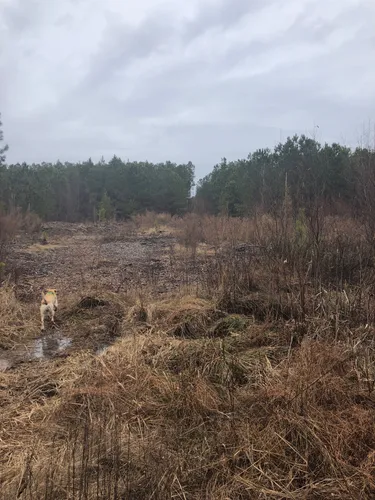 Best Hikes and Trails in Cavalier Wildlife Management Area | AllTrails