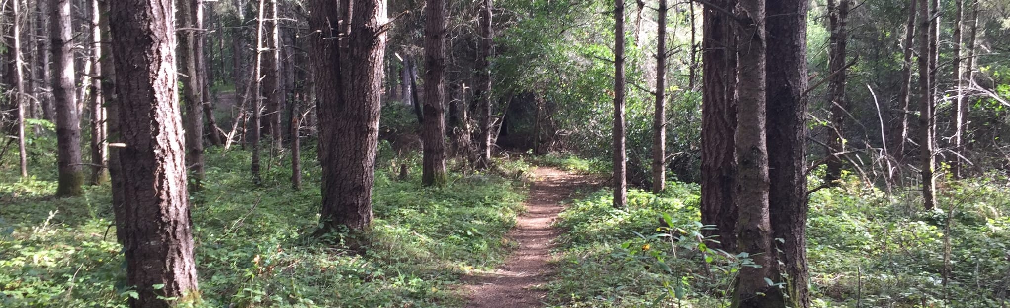 South Butano Trail and Jackson Flats Trail Loop, California - 69 ...