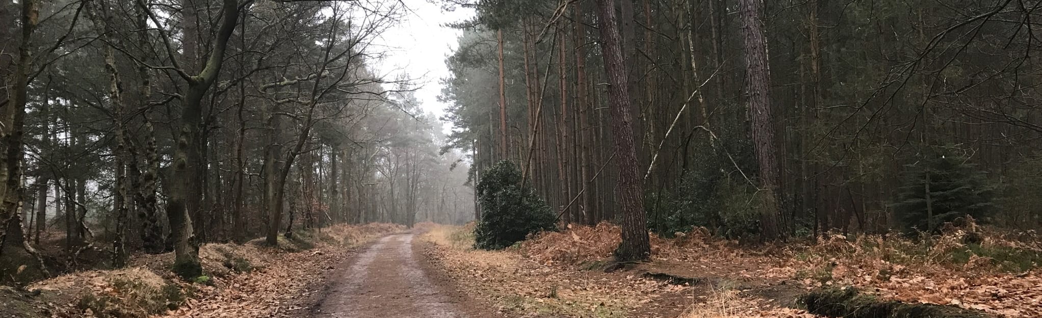 Crowthorne Woods and Swinley Forest - Berkshire, England | AllTrails