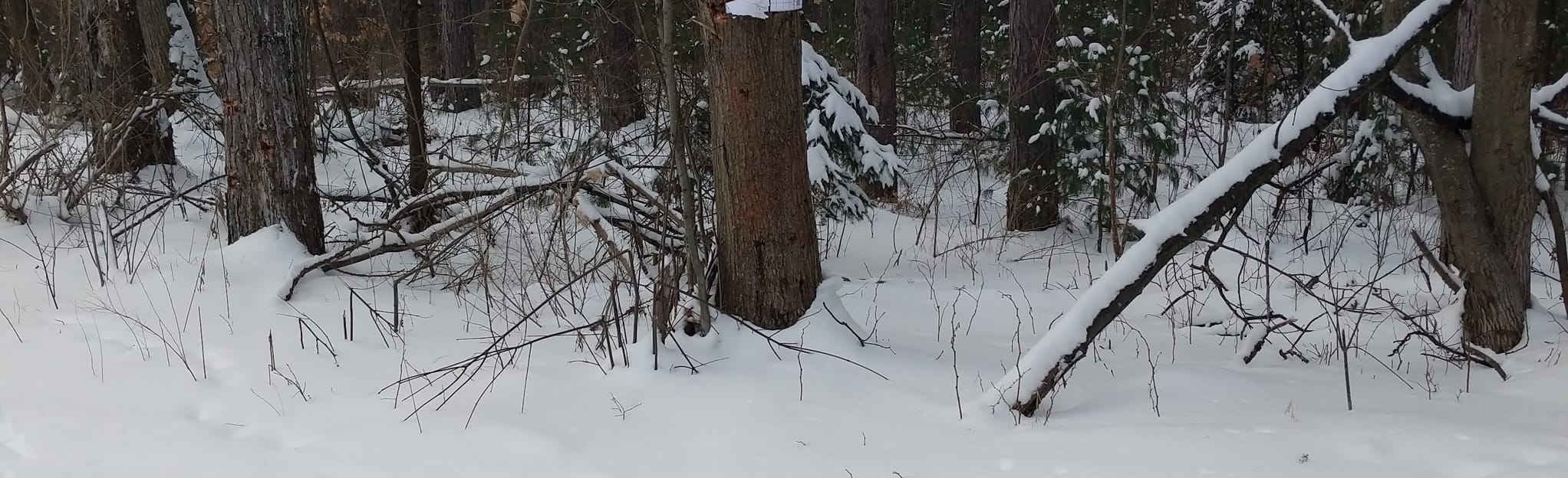 Cookstown Tract, Ontario, Canada - 7 Reviews, Map | AllTrails