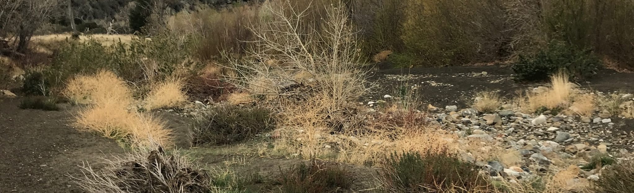 Piru Creek to Lake Piru, California - 17 Reviews, Map | AllTrails