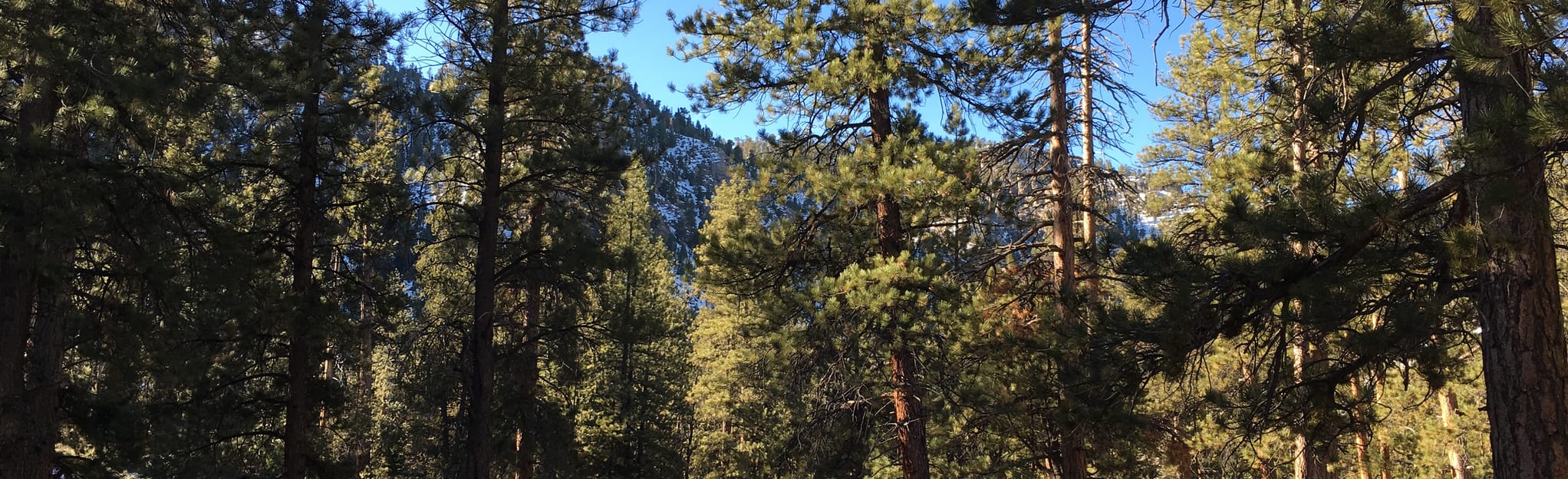 Hidden Forest Trail: 247 Reviews, Map - Nevada | AllTrails