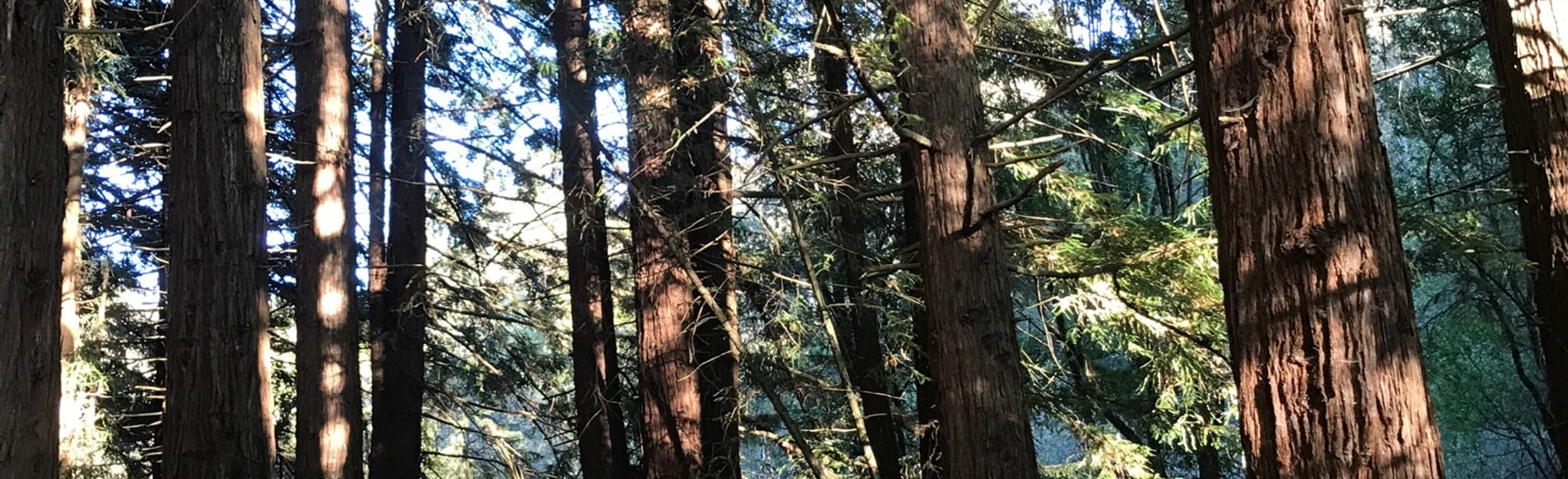 Tres Sendas to Stream Trail Loop, California - 888 Reviews, Map | AllTrails