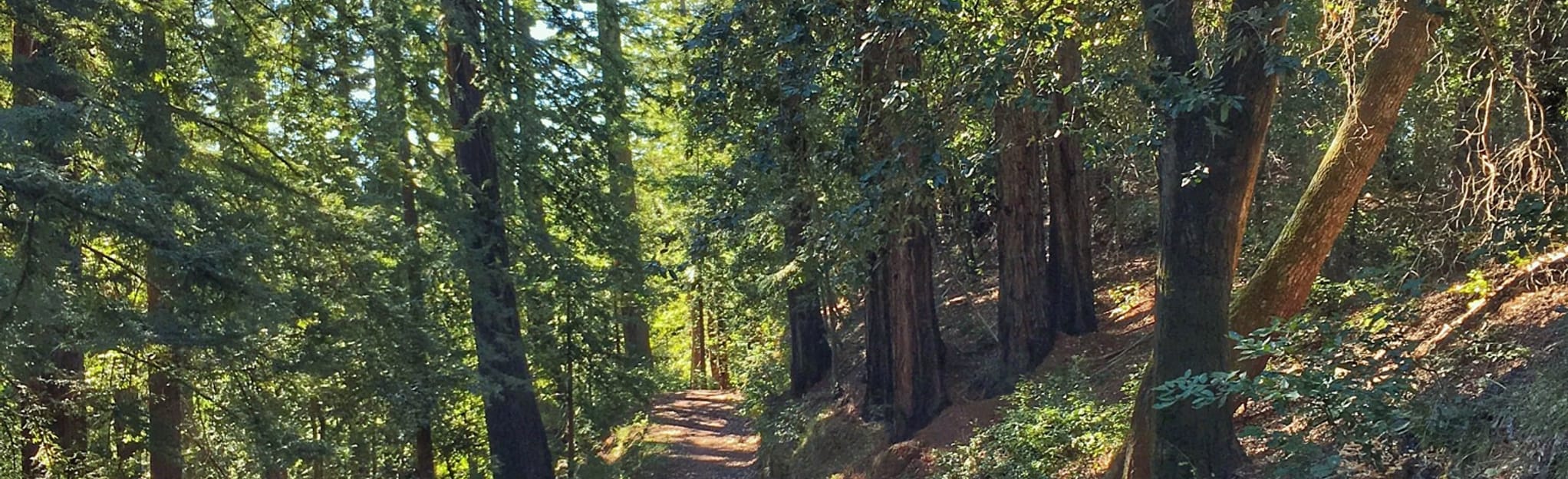 North Rim Loop [CLOSED], California - 15 Reviews, Map | AllTrails