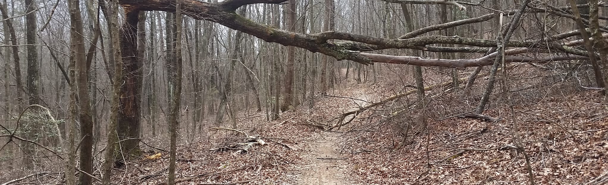 Five Points Recreation Area Loop, Georgia - 57 Reviews, Map | AllTrails