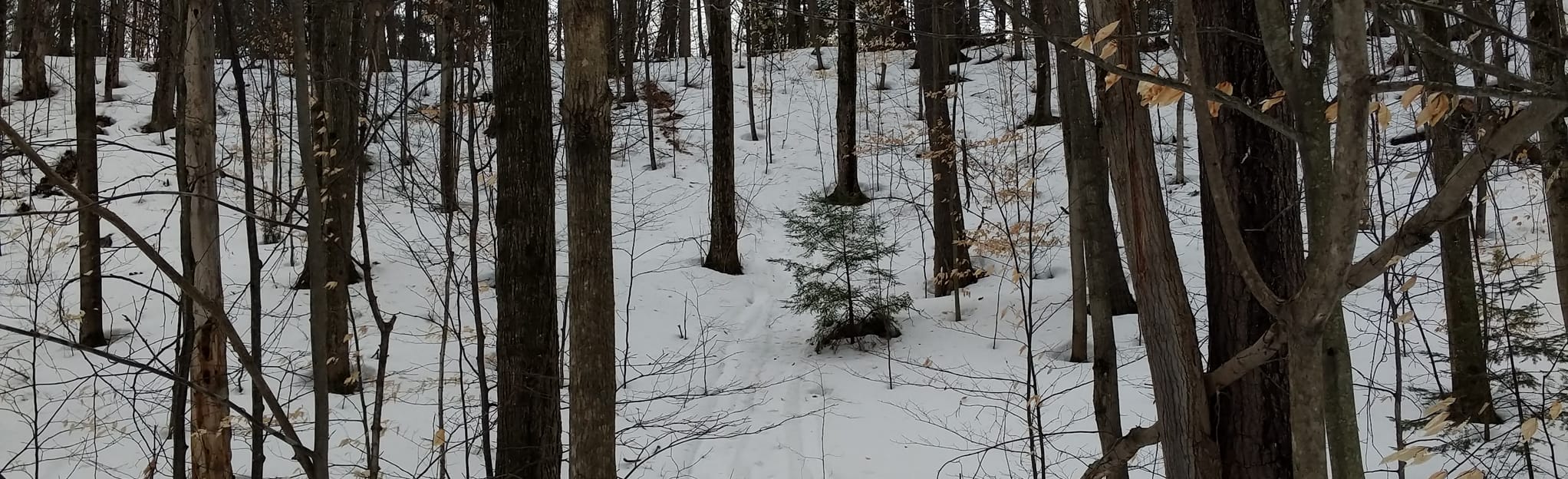 Simcoe County Forest: Caston Tract: 14 Reviews, Map - Ontario, Canada ...