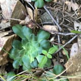 Kanaka Peak Trail, California - 75 Reviews, Map | AllTrails