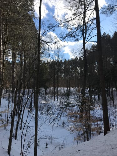 Best Hikes and Trails in Larose Forest | AllTrails