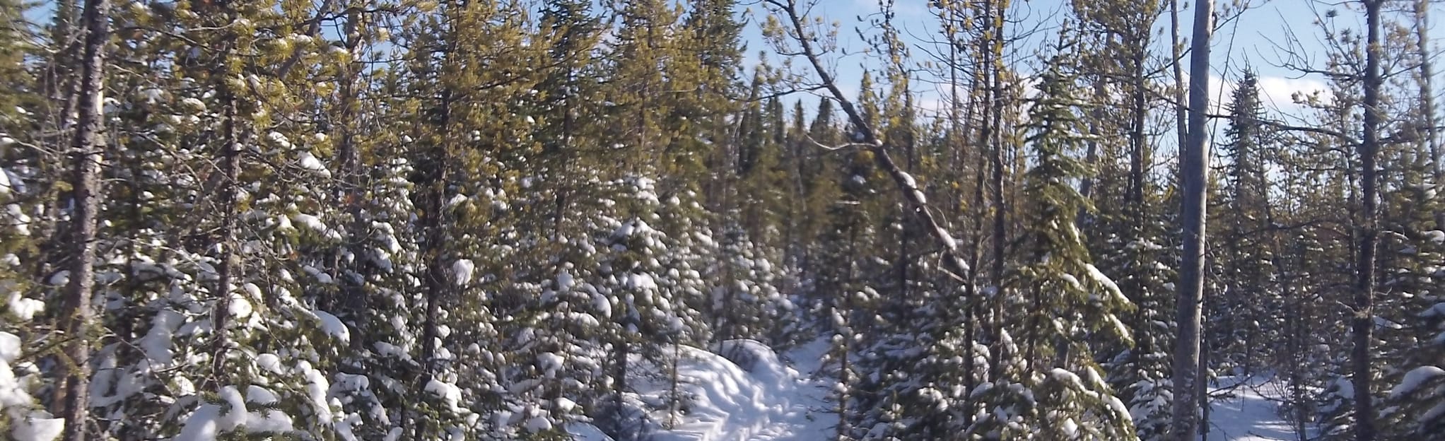 Snail Lake Trail , Manitoba, Canada - 3 Reviews, Map | AllTrails