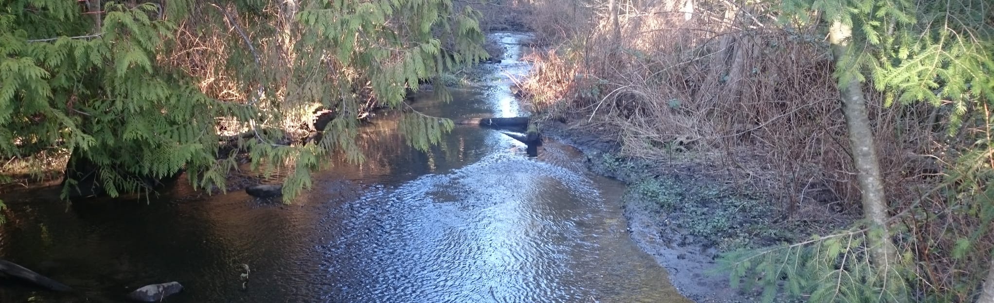 McCollum Park Forest Loop : 136 Photos - État de Washington | Randonnée ...