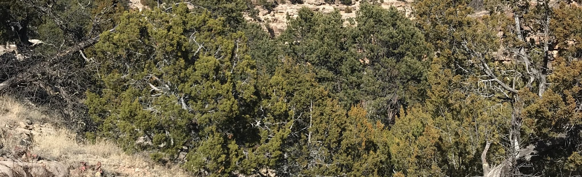 Bluewater Lake Creek Hike: 39 Reviews, Map - New Mexico | AllTrails