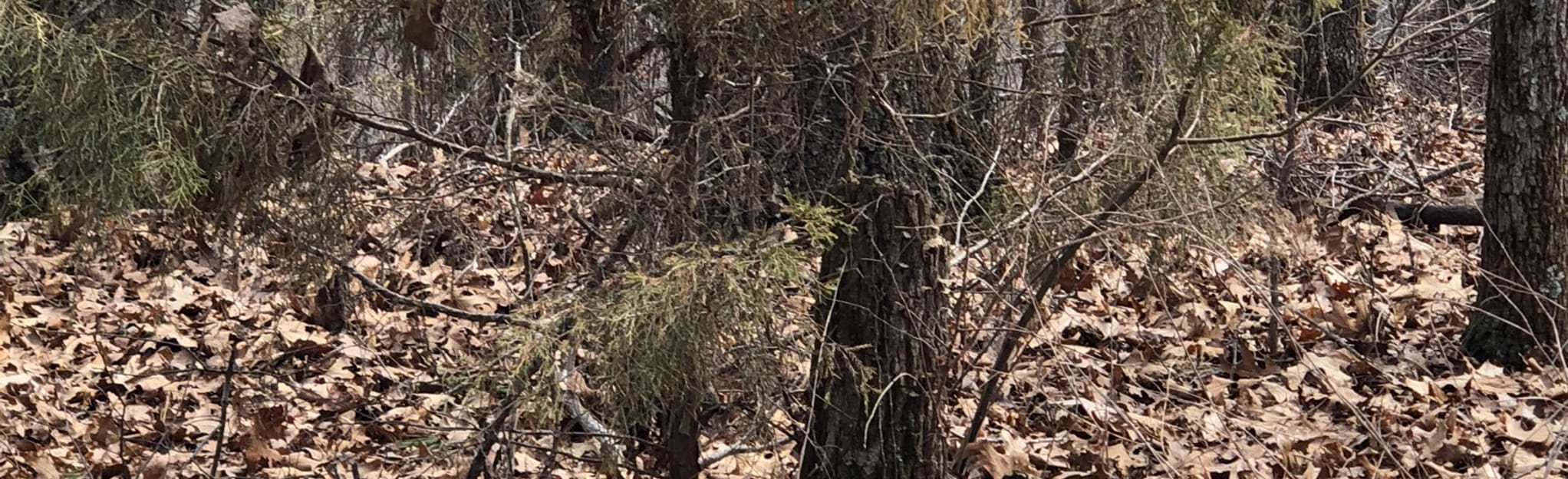 Chadwick OHV Trail, Missouri - 31 Reviews, Map | AllTrails