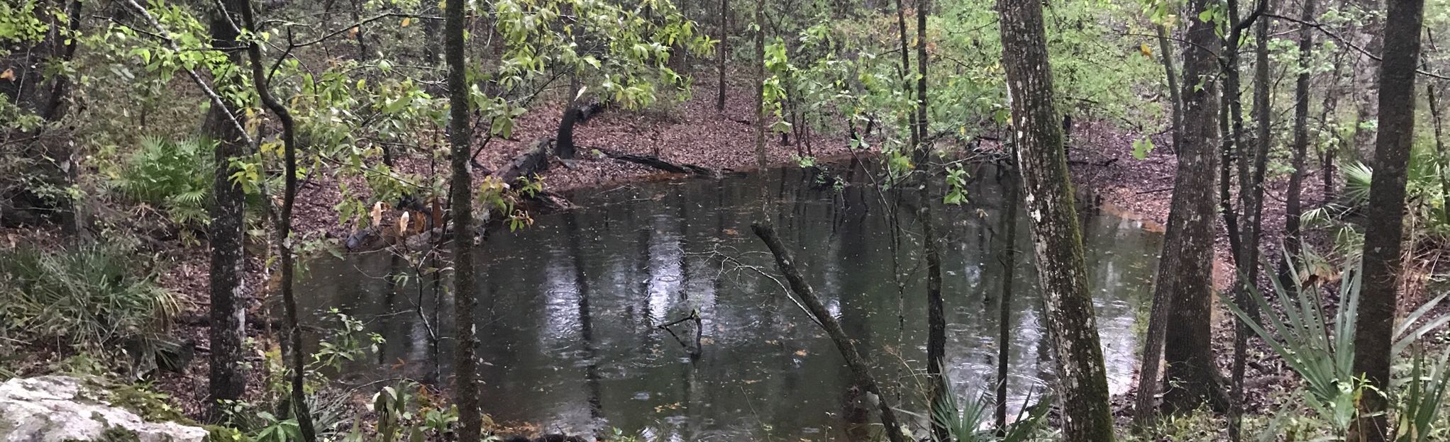 Limestone Trail, Florida - 67 Reviews, Map | AllTrails