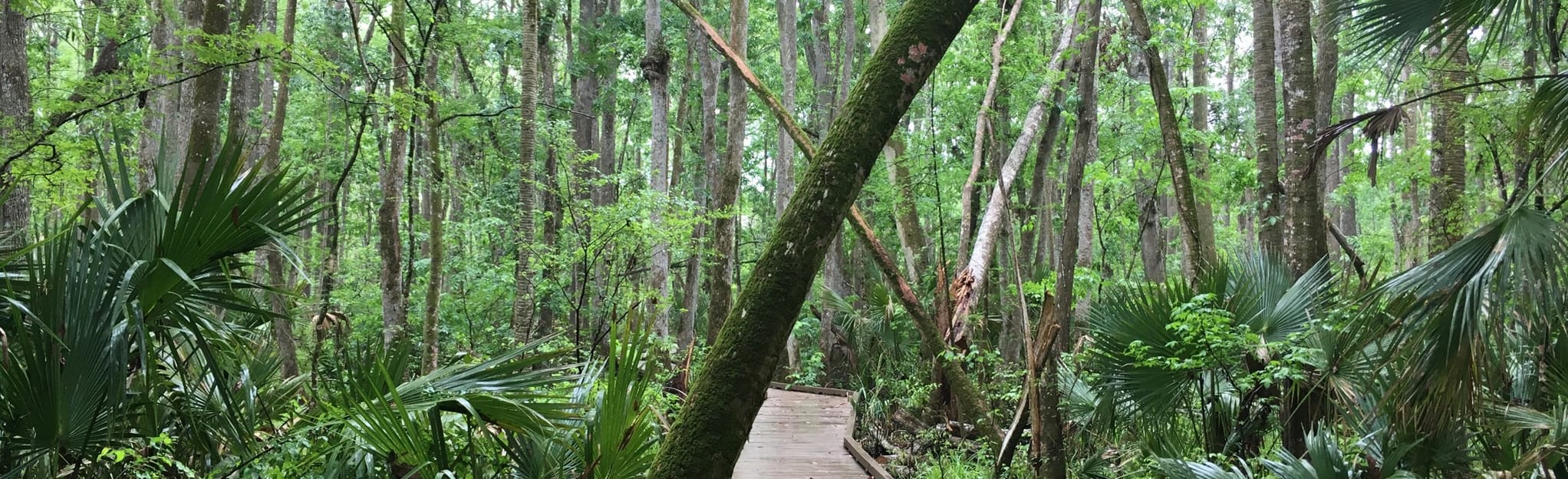 Daubenmire Trail, Florida - 576 Reviews, Map | AllTrails