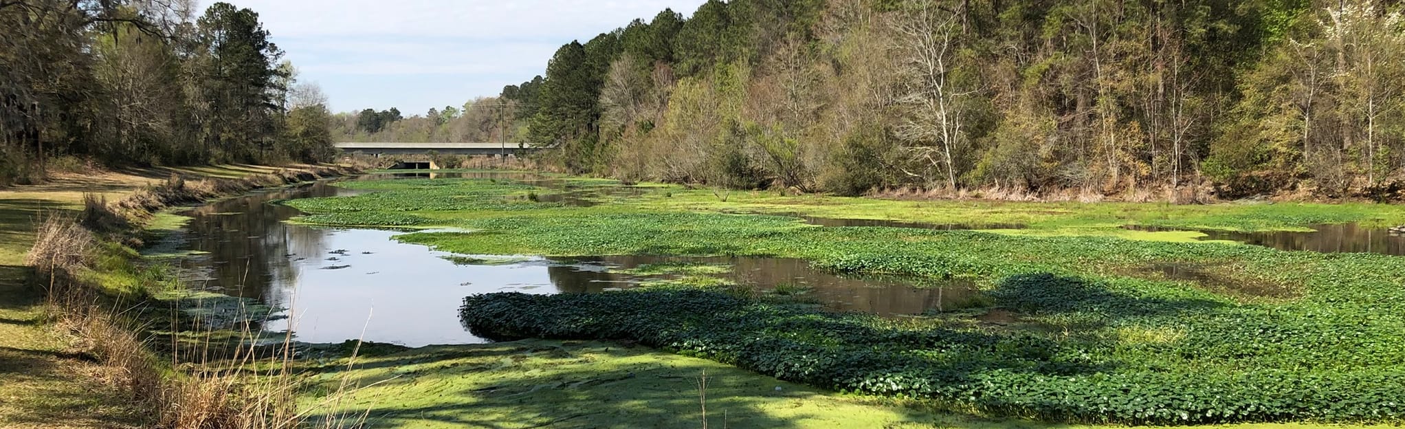 Magnolia Springs Loop Trail: 114 Reviews, Map - Georgia | AllTrails