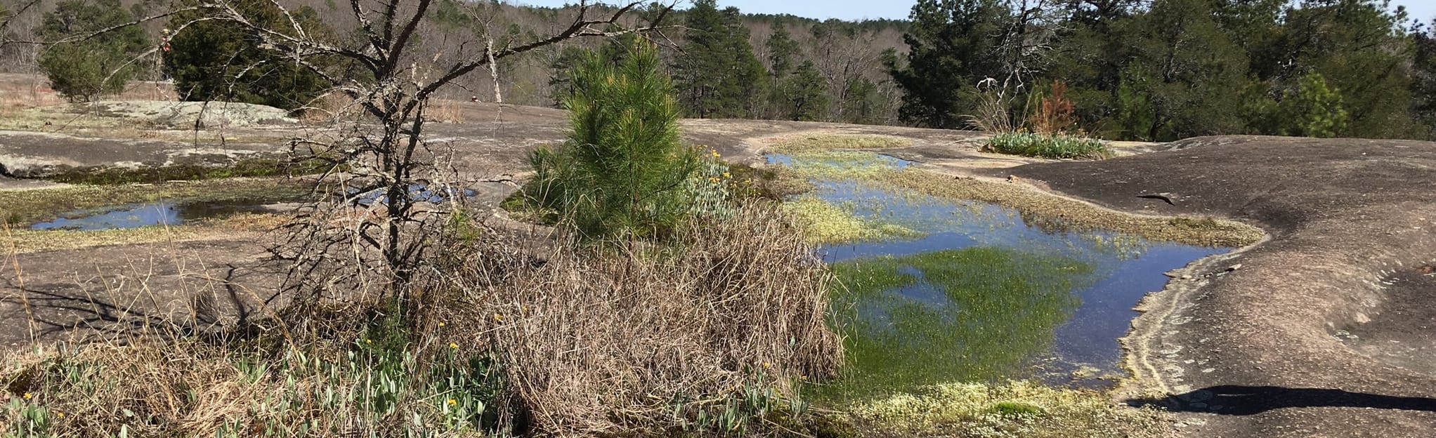 Forty Acre Rock and Beaver Pond Loop: 332 Reviews, Map - South Carolina ...