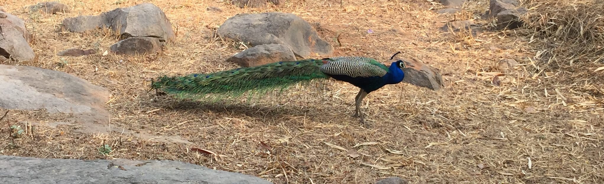 Kasu Brahmananda Reddy Park Loop Trail: 11 Reviews, Map - Telangana ...