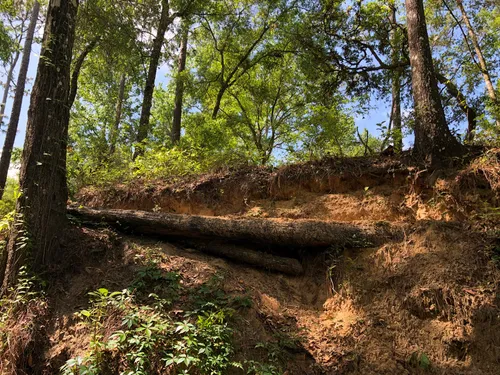 Best Hikes and Trails in Croom Wildlife Management Area | AllTrails