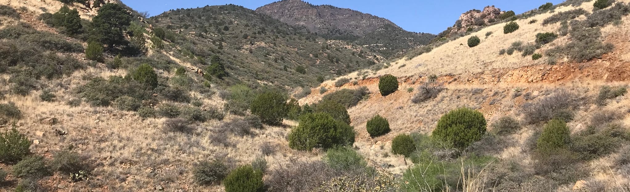 Mingus Mountain OHV Trail, Arizona - 127 Reviews, Map | AllTrails