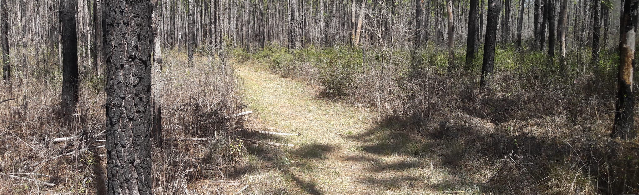 AllTrails | Palmetto Trail Swamp Fox Passage: 188 Reviews, Map - South ...