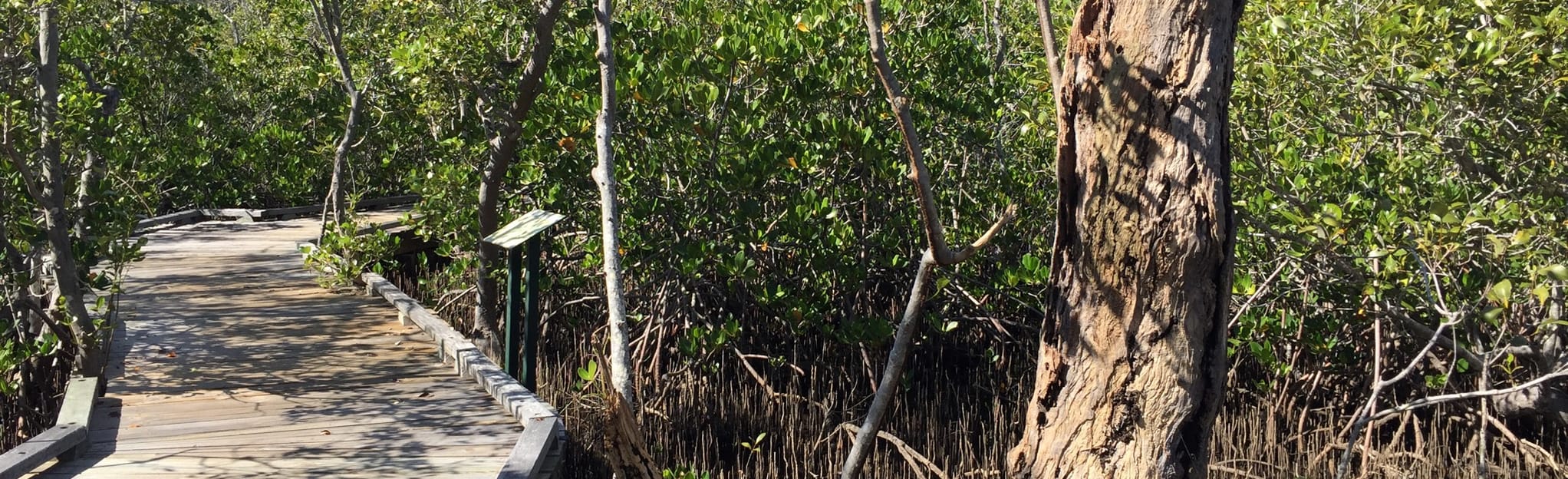 Weyba Creek Mangrove Boardwalk: 9 Reviews, Map - Queensland, Australia ...
